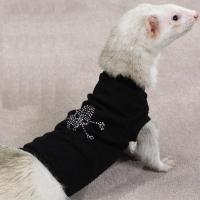 Ferret Supplies at Arcata Pet Supplies